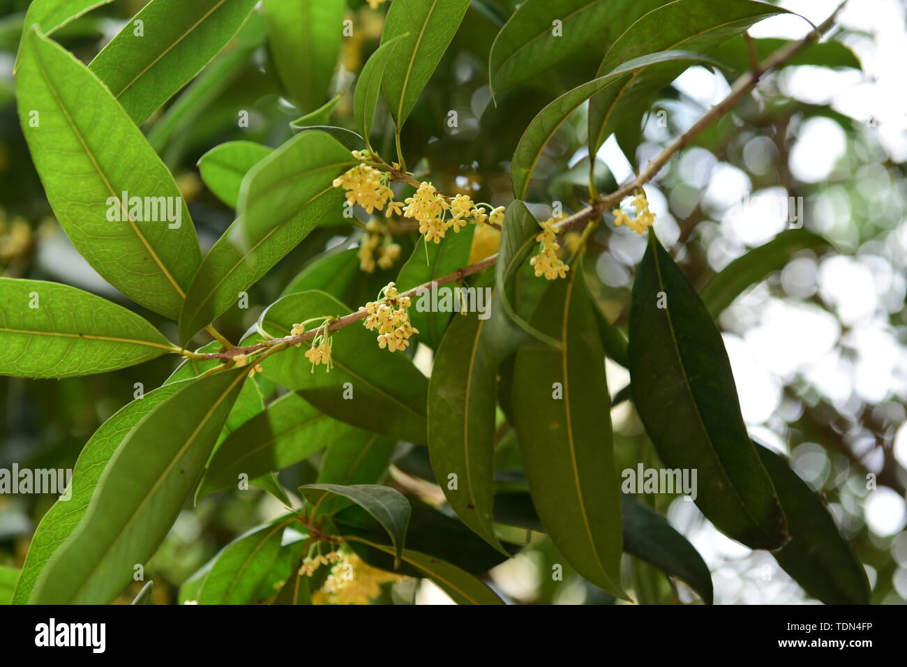 Silver osmanthus hi-res stock photography and images - Alamy