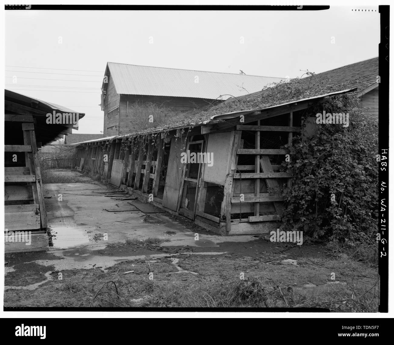 Farm animals in pens Black and White Stock Photos & Images - Alamy