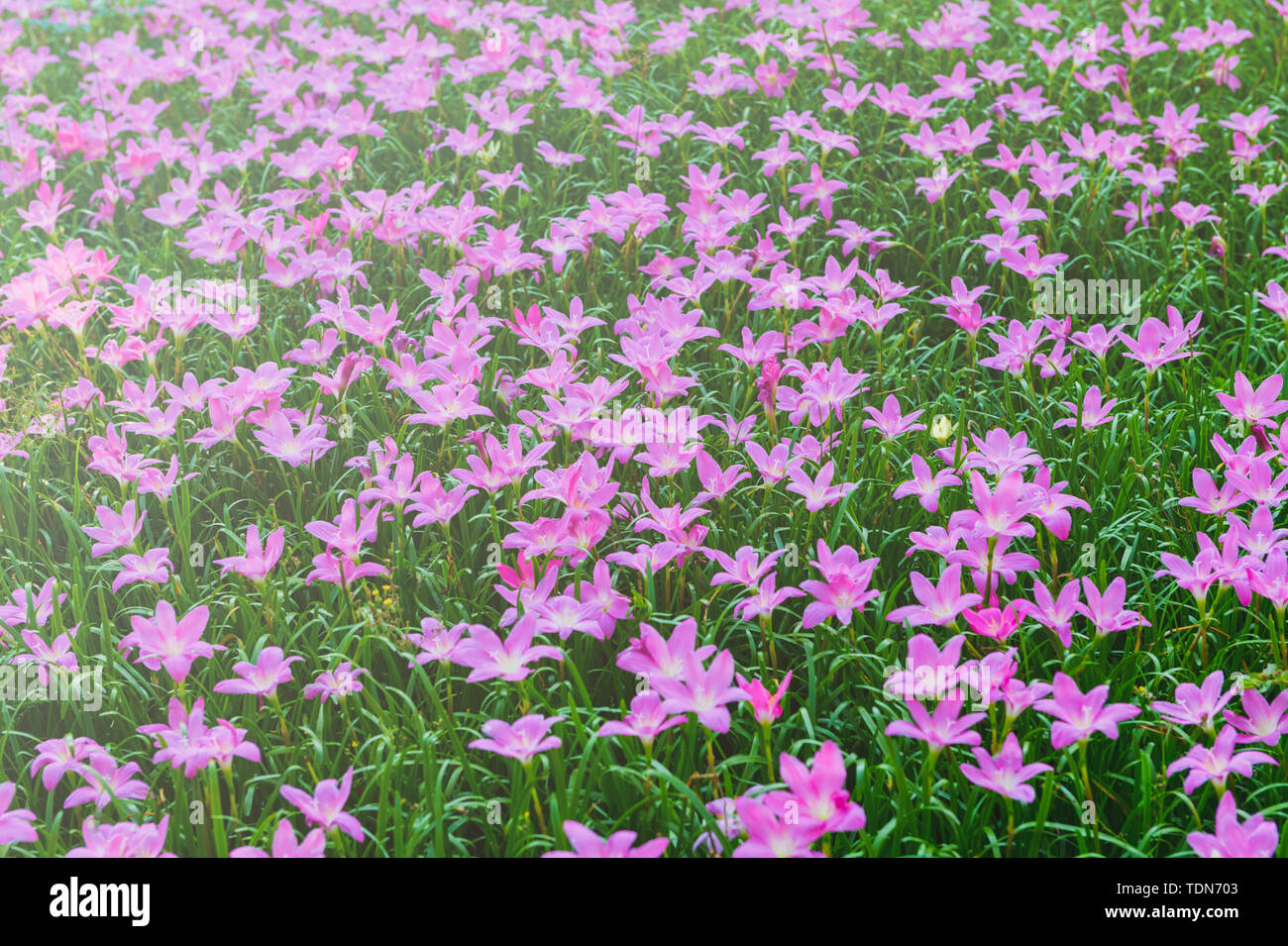Rain lily zephyranthes grandiflora hi-res stock photography and images ...