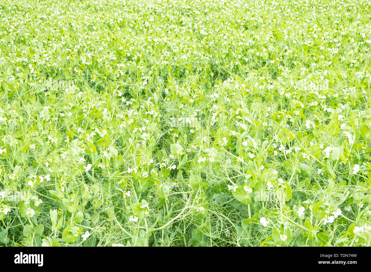 field of peas in bloom in spring with soft green leaves Stock Photo - Alamy