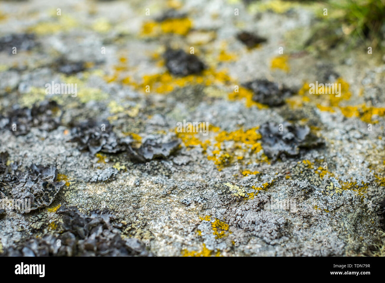lichens on the stone Stock Photo - Alamy