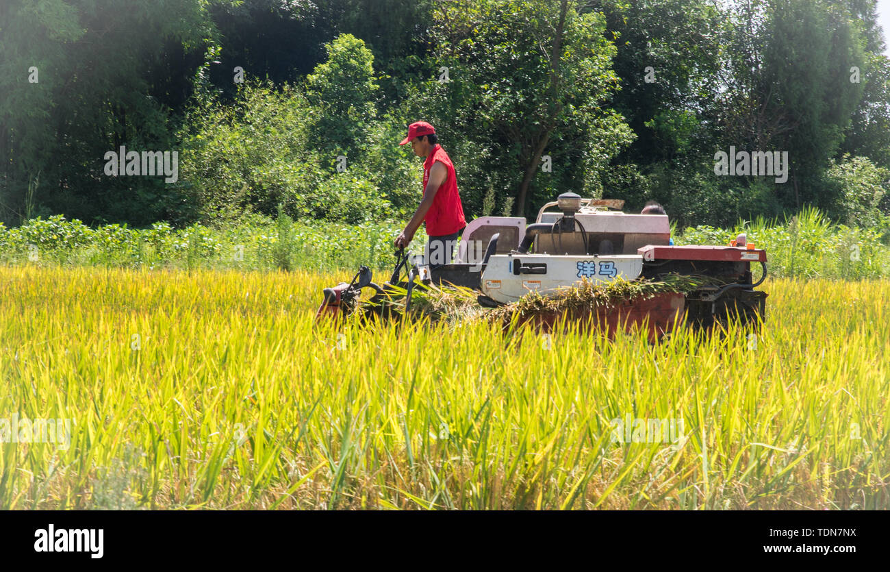 Harvesting fields millet in hi-res stock photography and images - Alamy