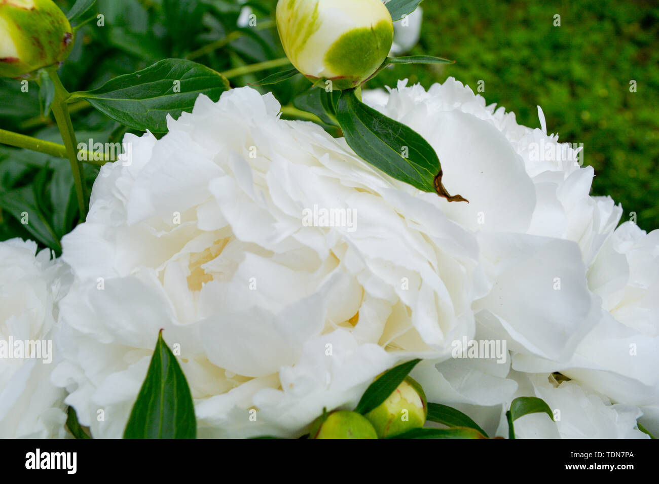 Close up of beautiful blooming white peony in summer garden. Natural ...