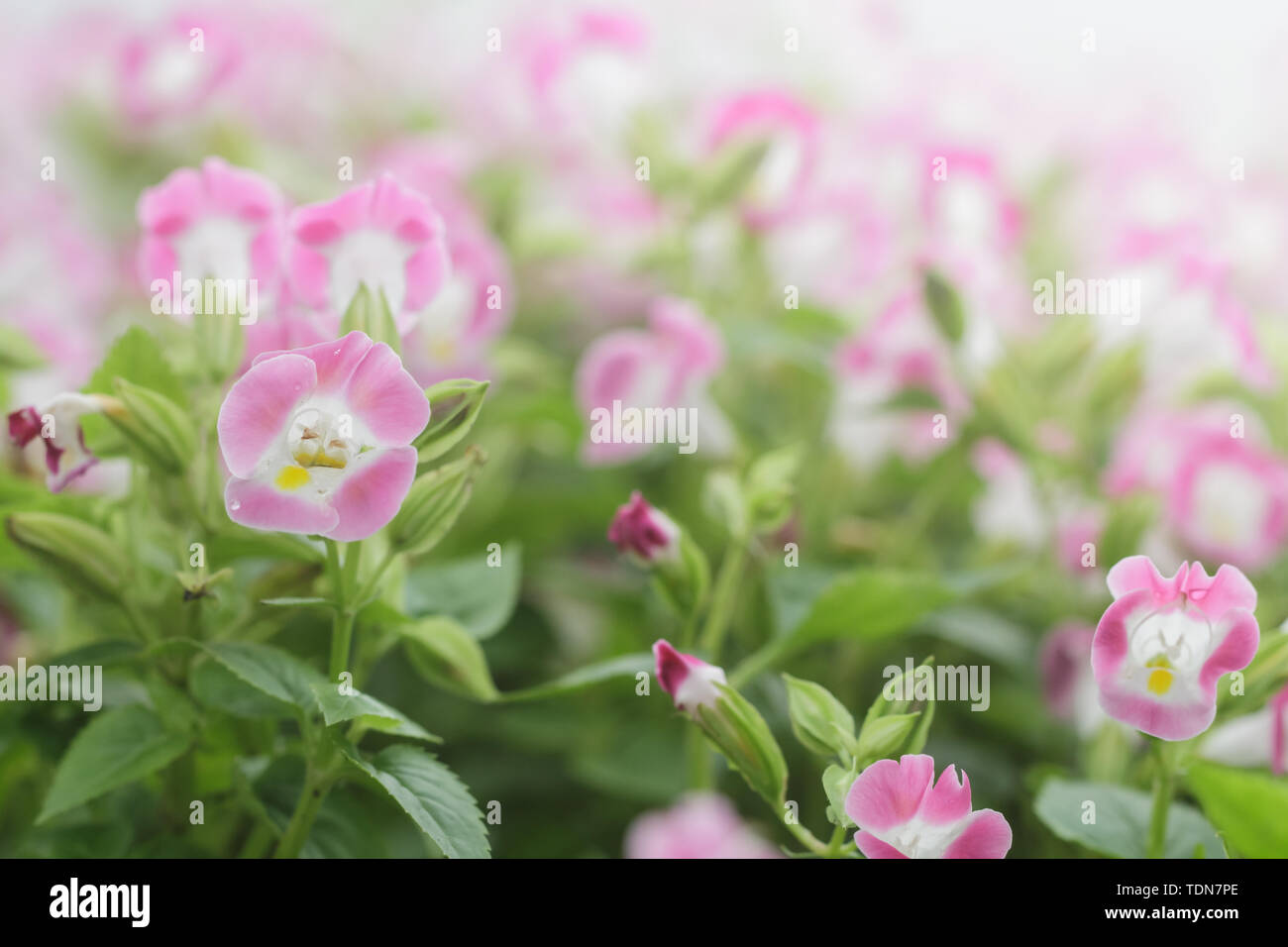Little pink flowers Stock Photo - Alamy