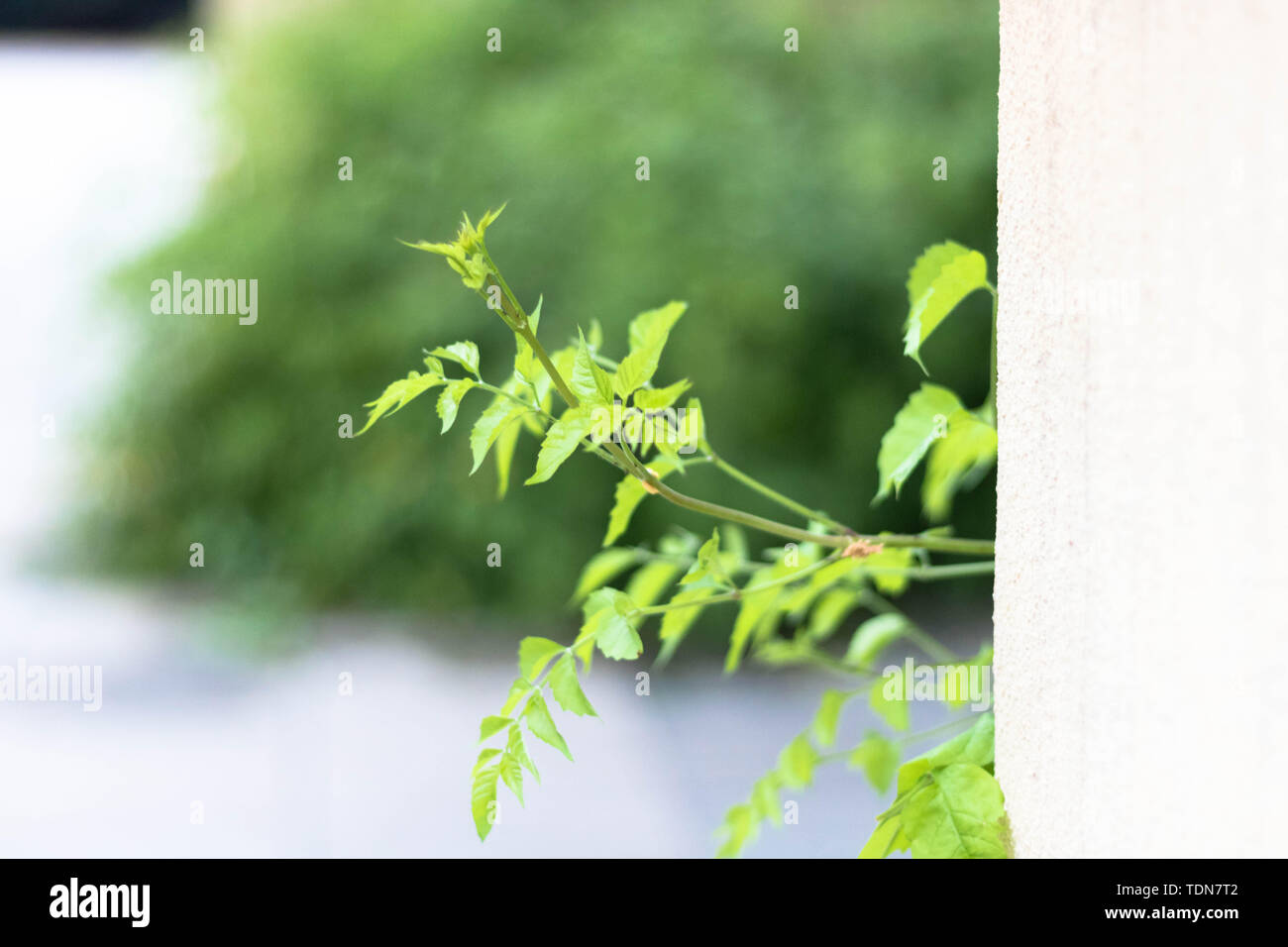 Photo by Zhao Tuo Park Stock Photo - Alamy