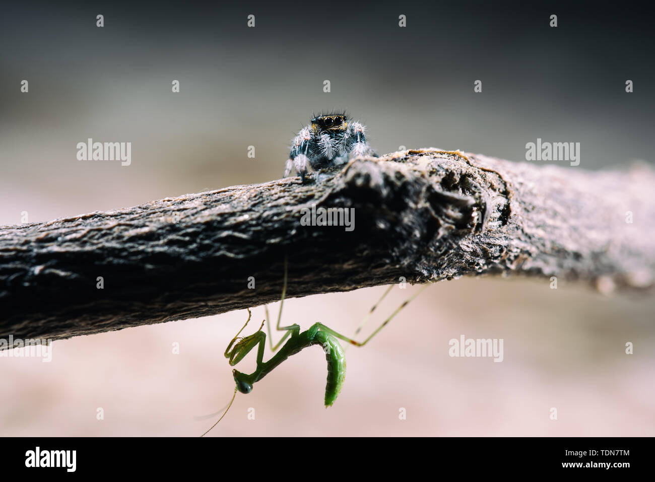 Insects in nature Stock Photo - Alamy