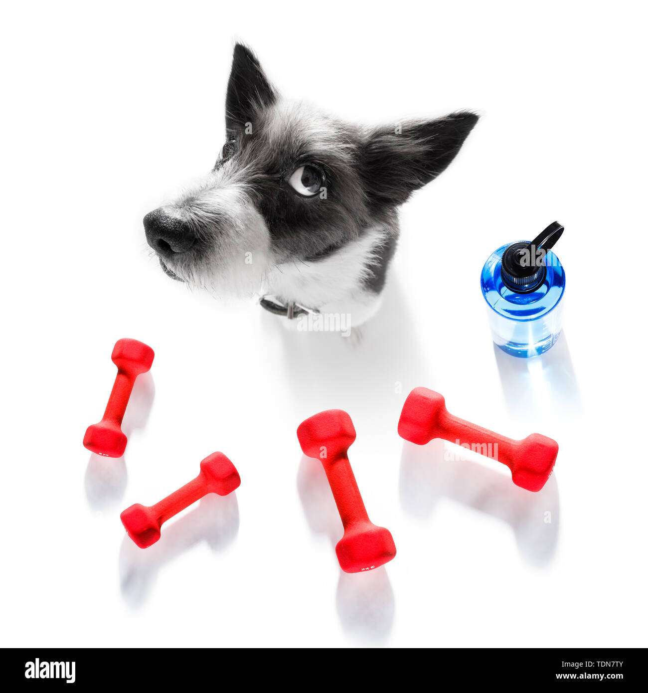 fitness poodle dog with a heavy dumbbell, as personal trainer ...