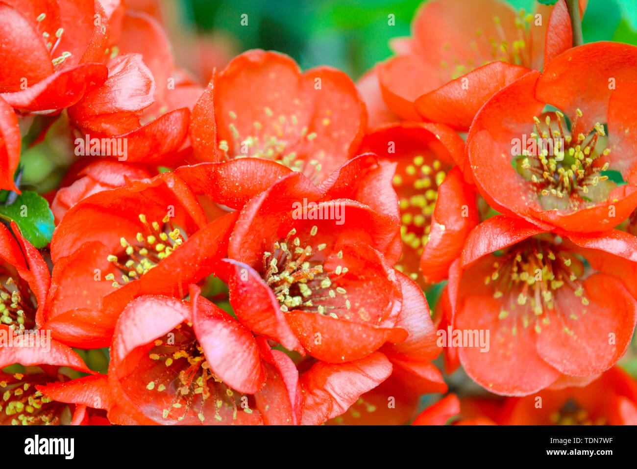 Close up of red flowers at the tip of a bush branch. Blooming bush with ...
