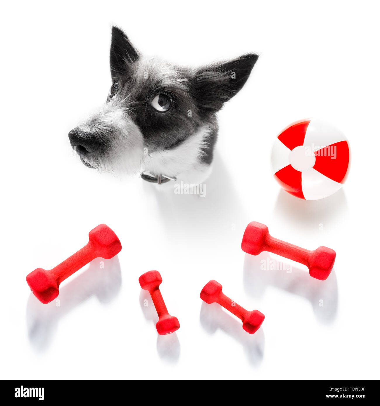 fitness poodle dog with a heavy dumbbell, as personal trainer ...