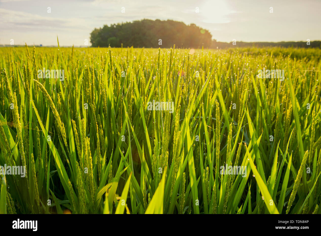 Northern wilderness autumn field scenery. Cloud sky, morning fog ...