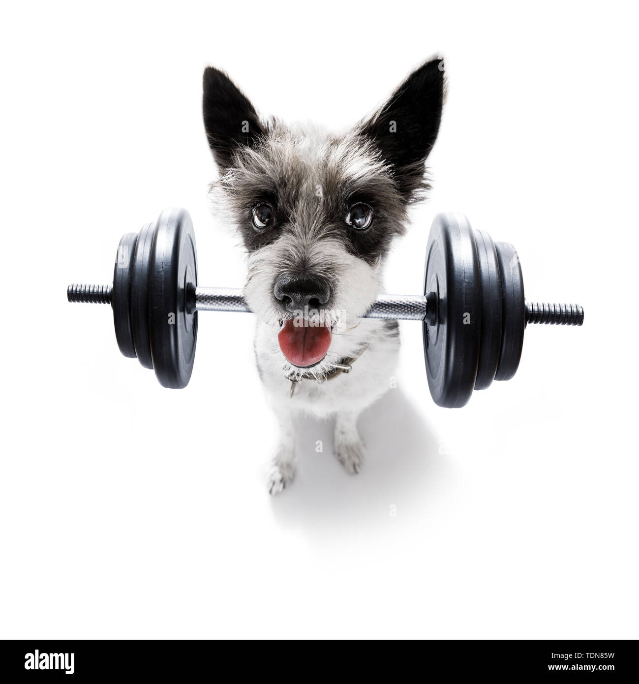 fitness poodle dog lifting a heavy big dumbbell, as personal trainer ...