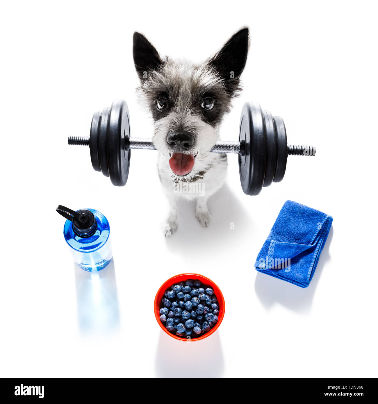 fitness poodle dog lifting a heavy dumbbell, as personal trainer ...