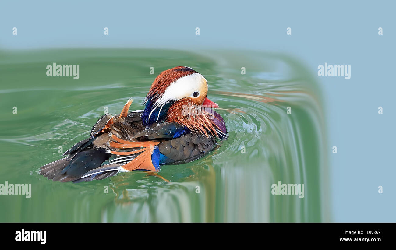 The elves of the animal world Stock Photo - Alamy