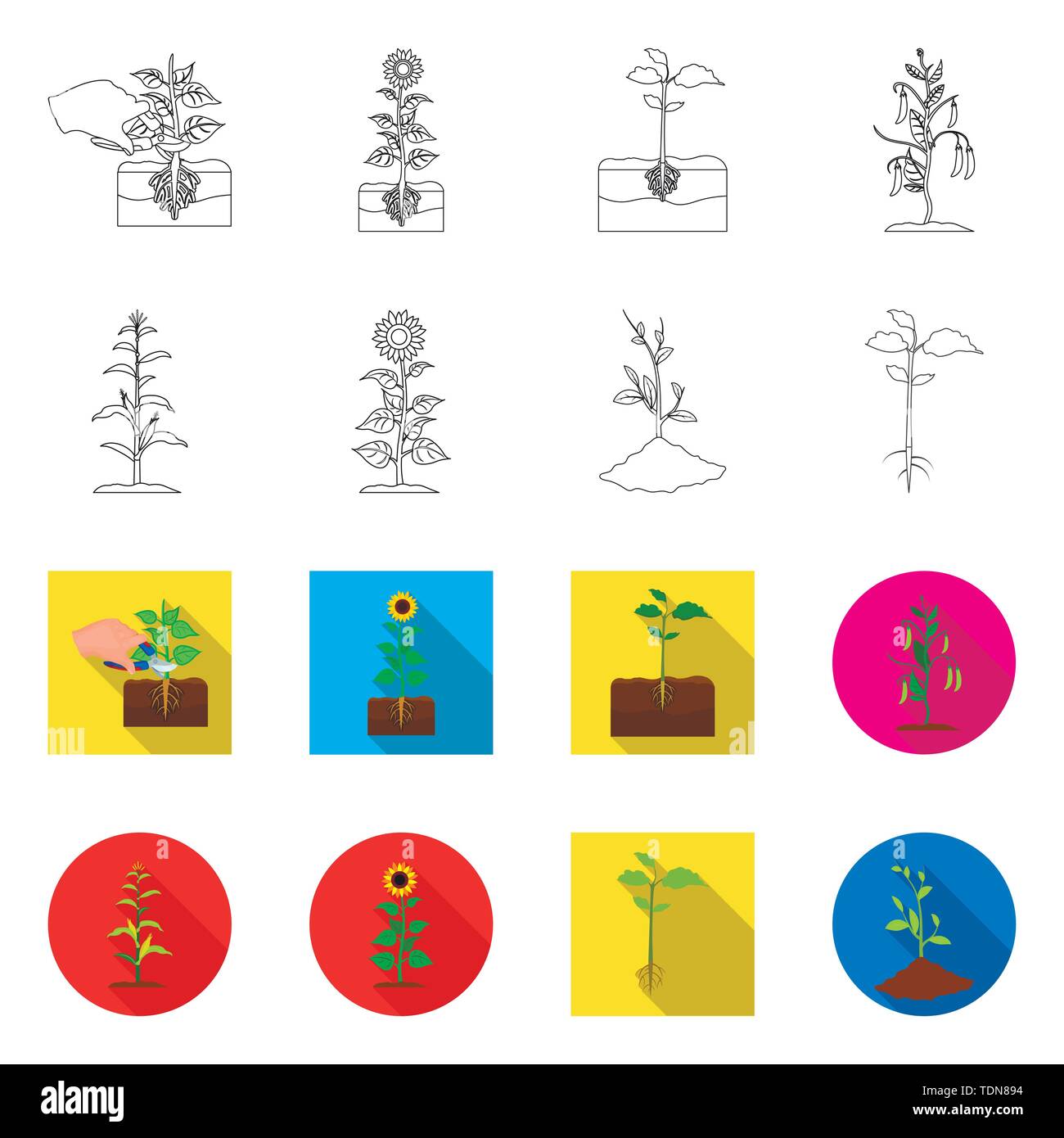 Vector design of plant and bean logo. Collection of plant and process ...