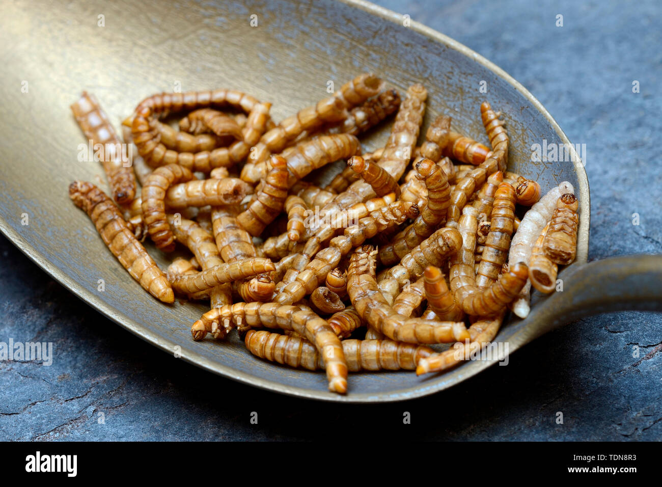 Tenebrionidae horizontal hi-res stock photography and images - Alamy