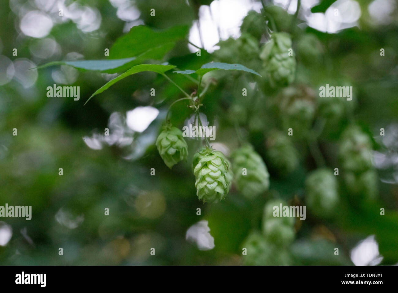 wild-growing hop, Western Pomerania Lagoon Area National Park ...
