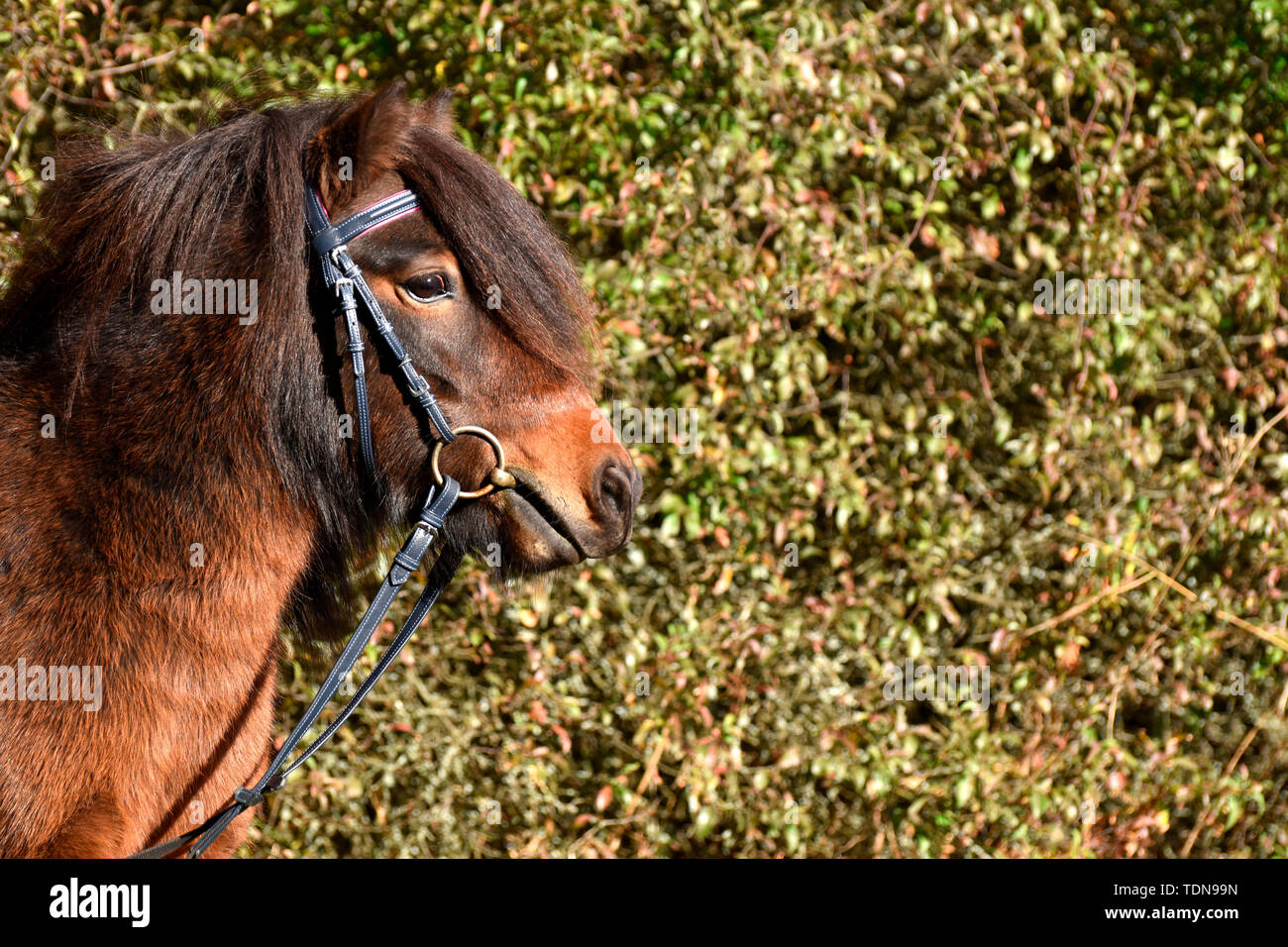 Shetlandpony hi-res stock photography and images - Alamy