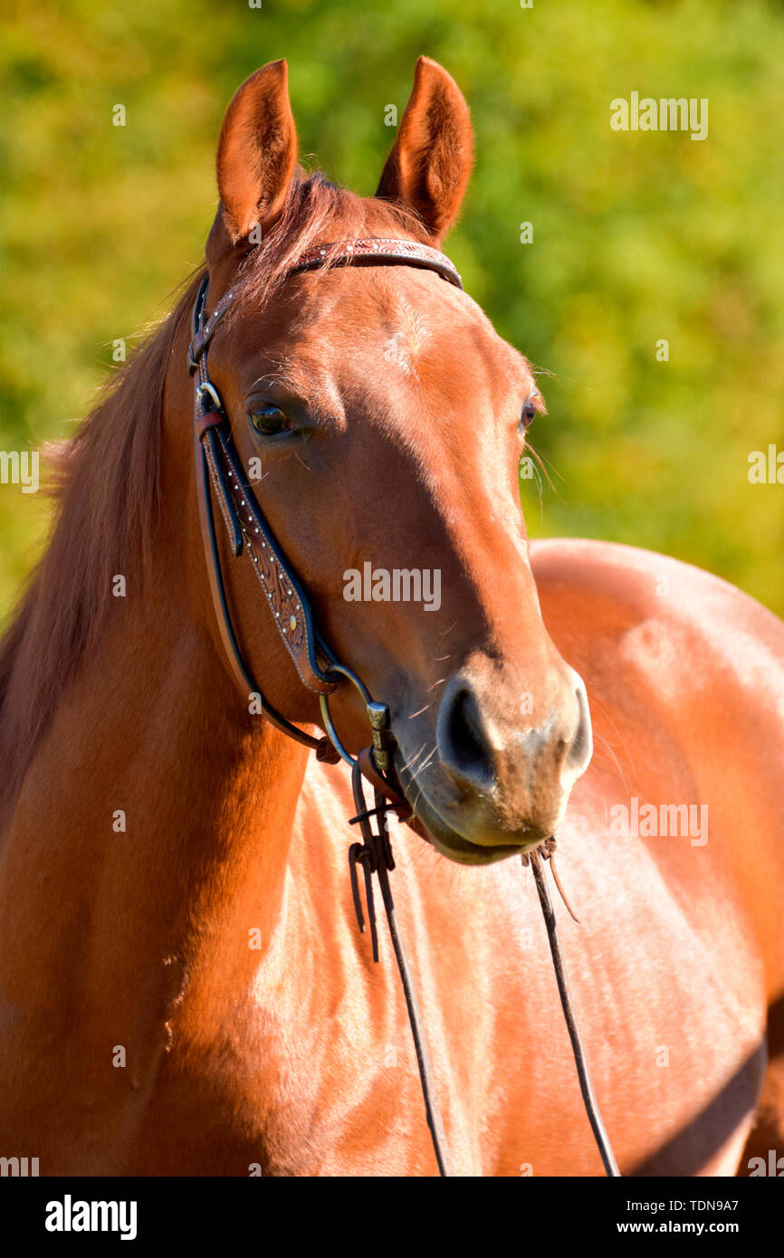 American Quarter Horse, Mare, sorrell, broodmare Stock Photo - Alamy