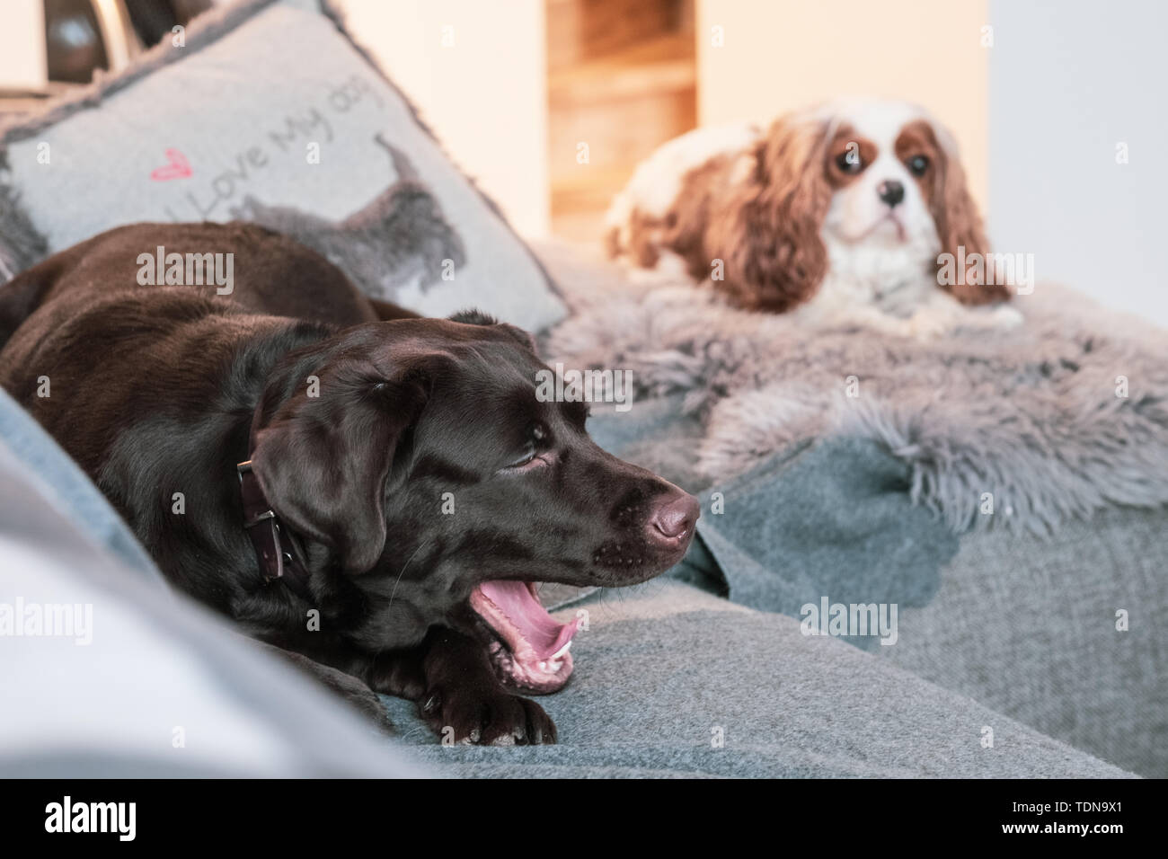Tired dogs hi-res stock photography and images - Alamy