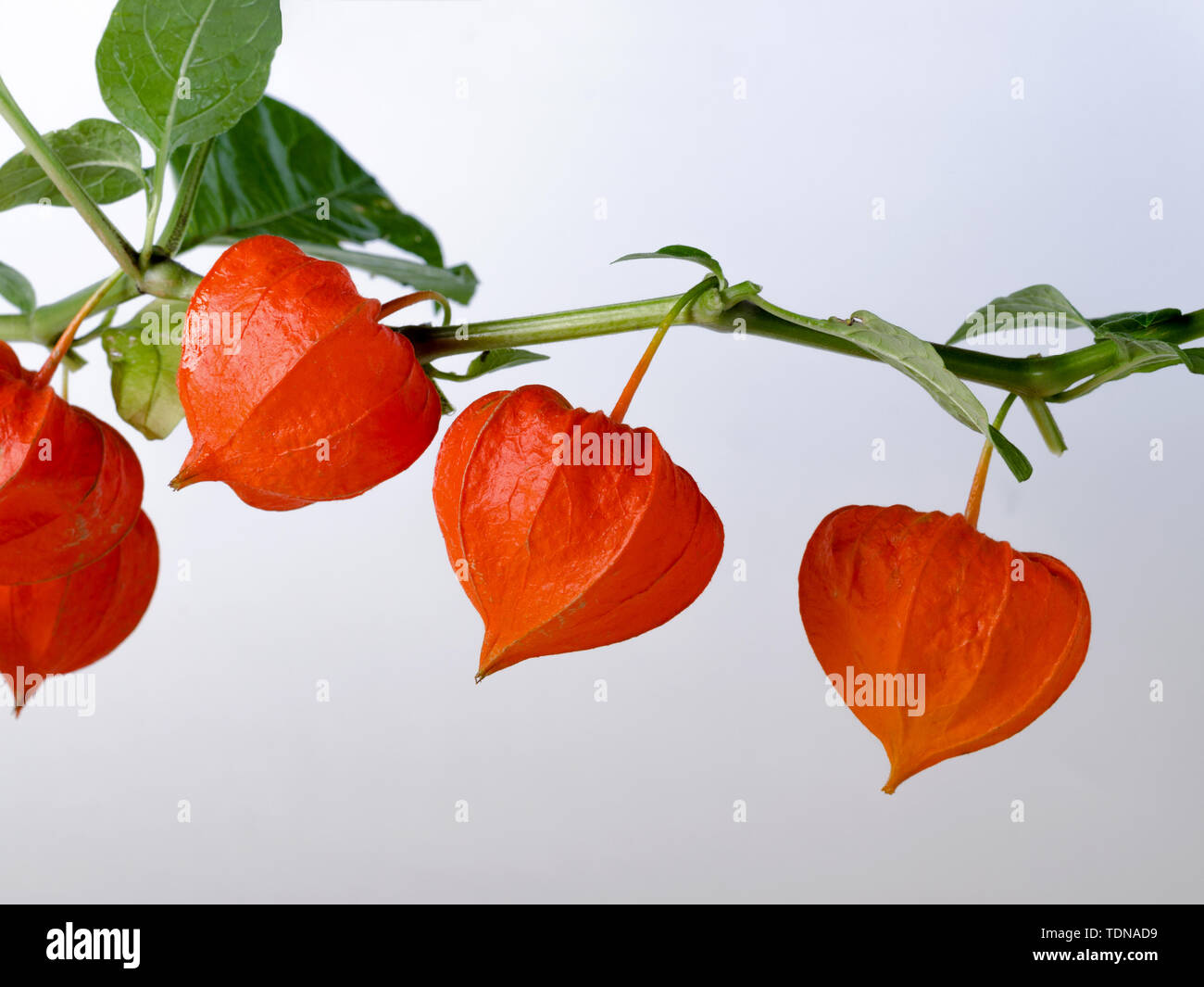 Template with ripe red physalis flowers Stock Photo - Alamy