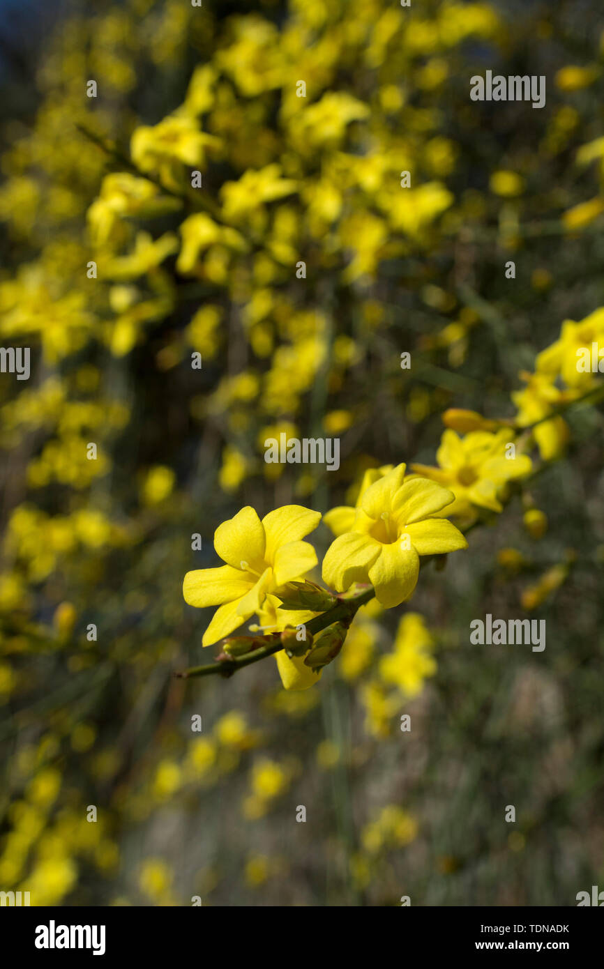 Yellow winter jasmine hi-res stock photography and images - Alamy