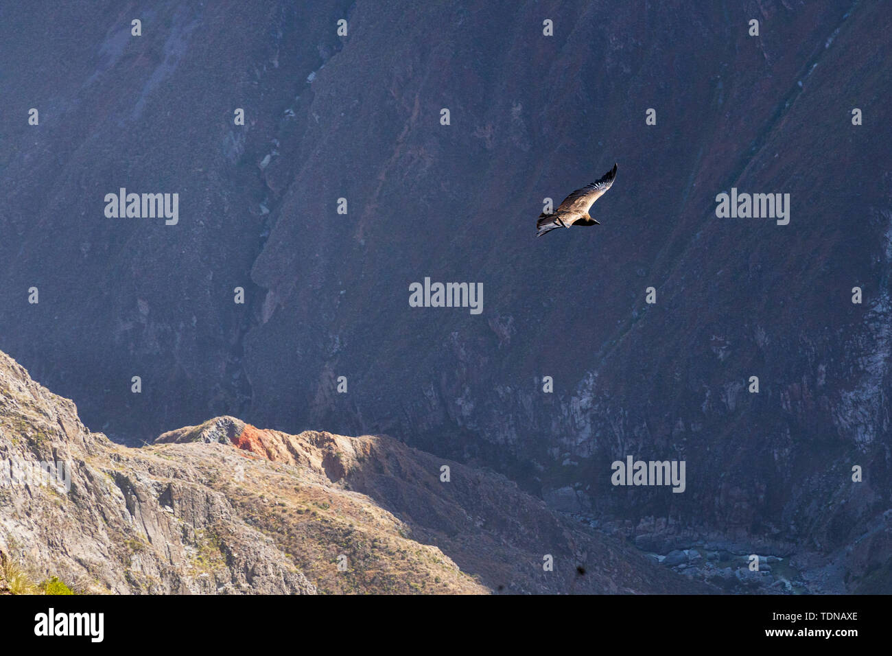 Condors flying in the early morning along the Colca Canyon at the Cruz ...