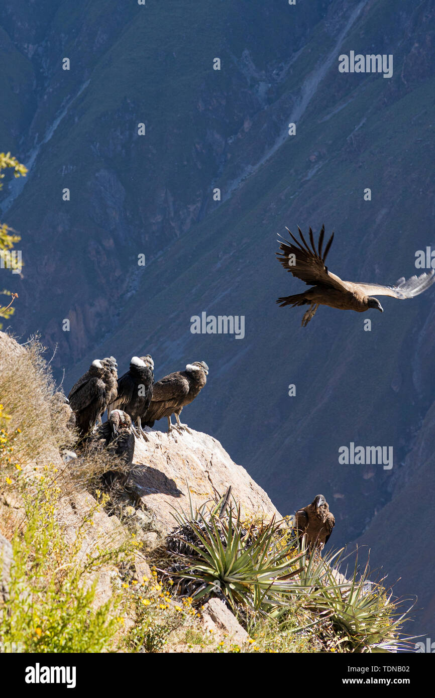 Cruz de condor hi-res stock photography and images - Alamy