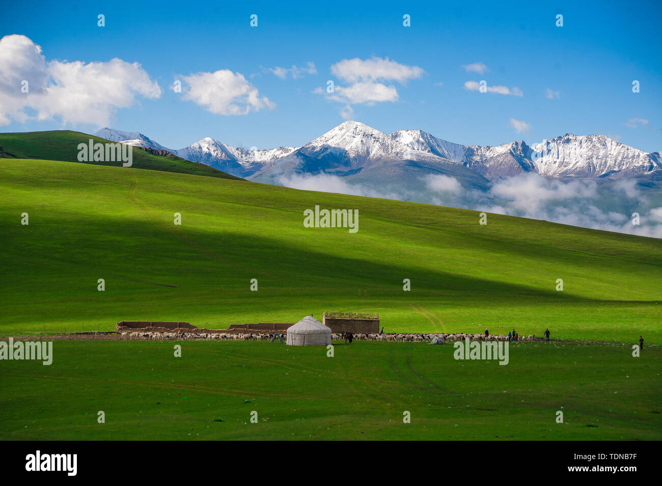 Life on white prairie dog hi-res stock photography and images - Alamy