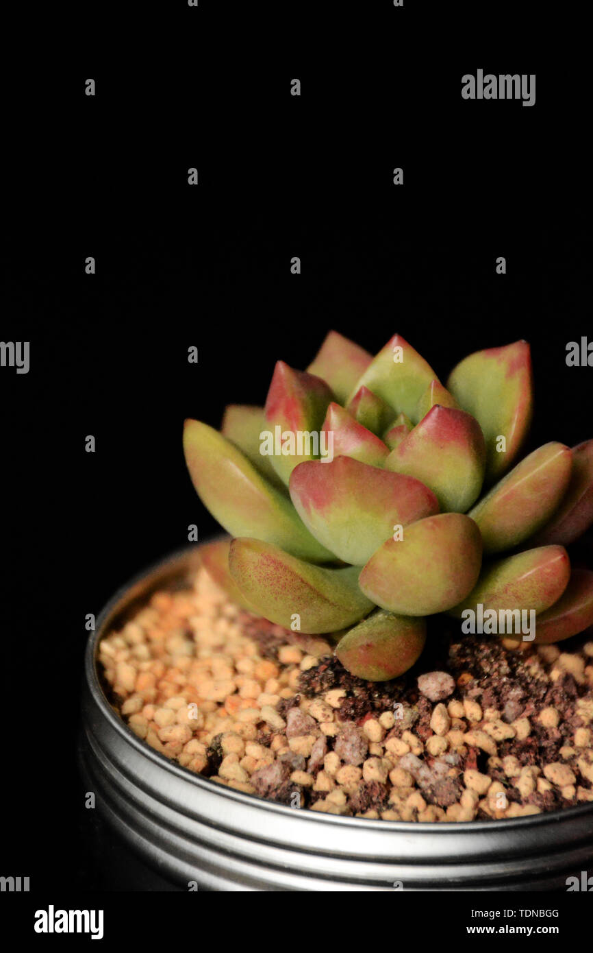 Huang li hi-res stock photography and images - Alamy