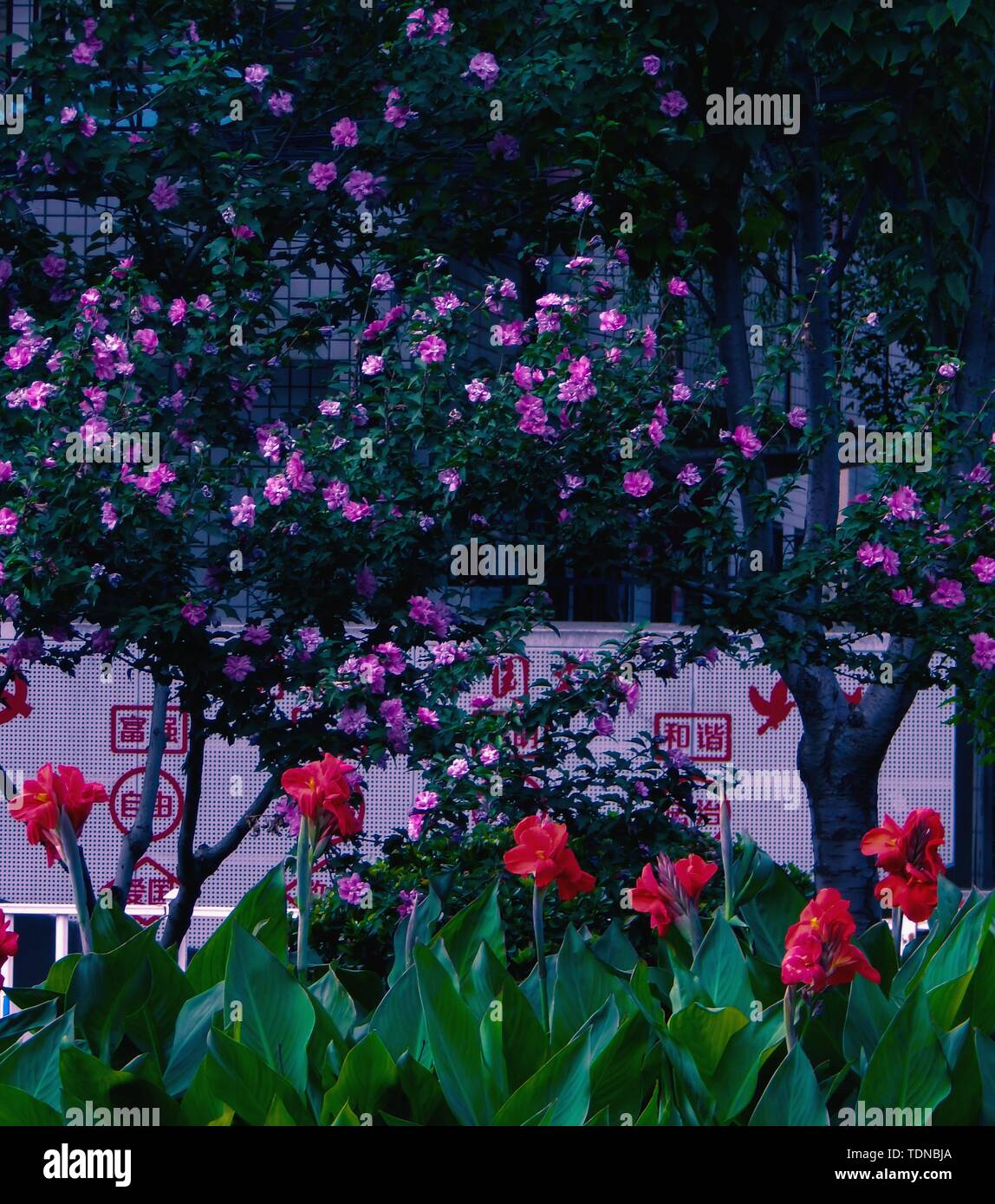 Flowers on the side of the road Stock Photo - Alamy
