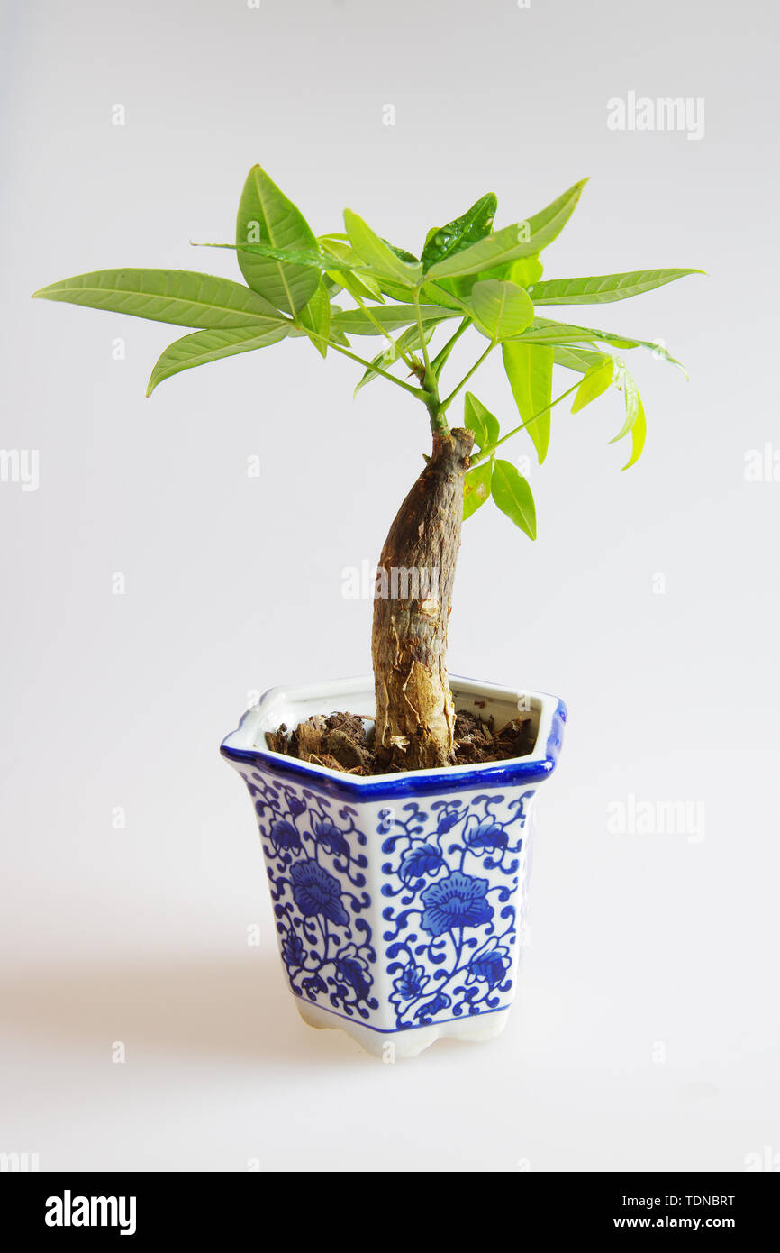 Rich in plants hi-res stock photography and images - Alamy