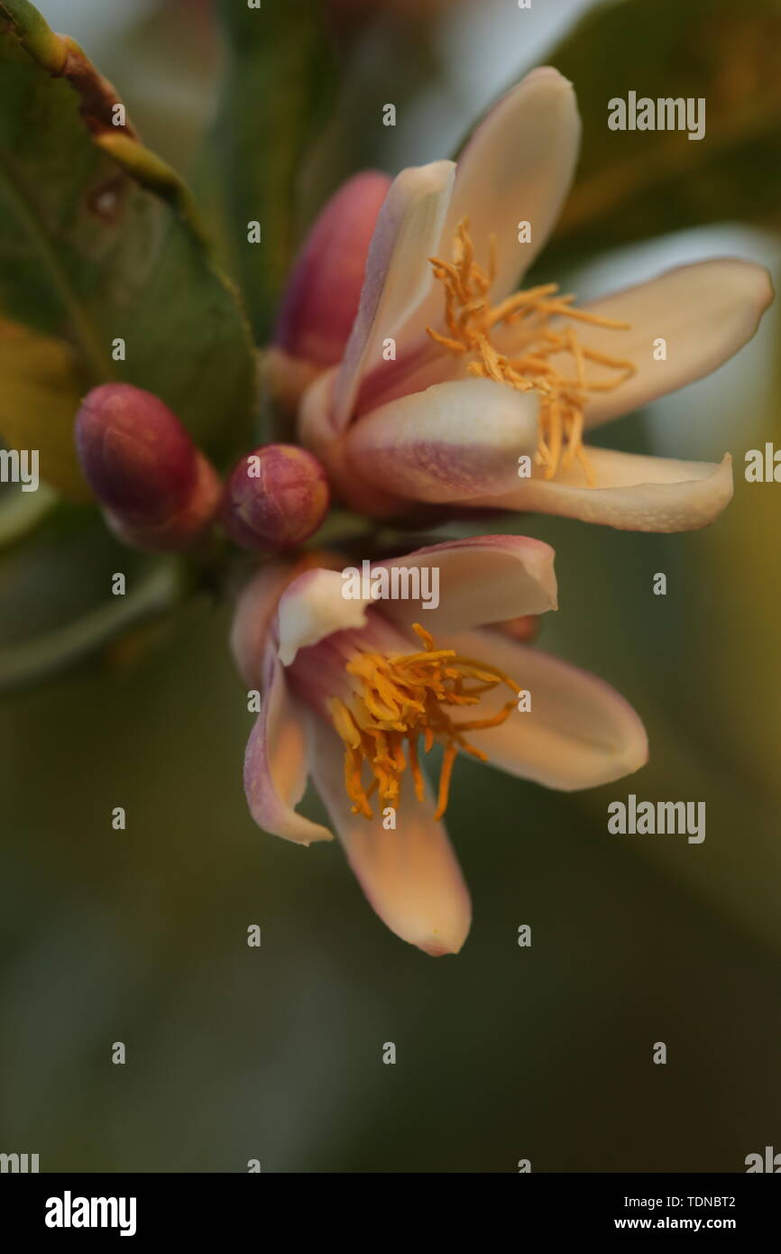 Perfume lemon hi-res stock photography and images - Alamy