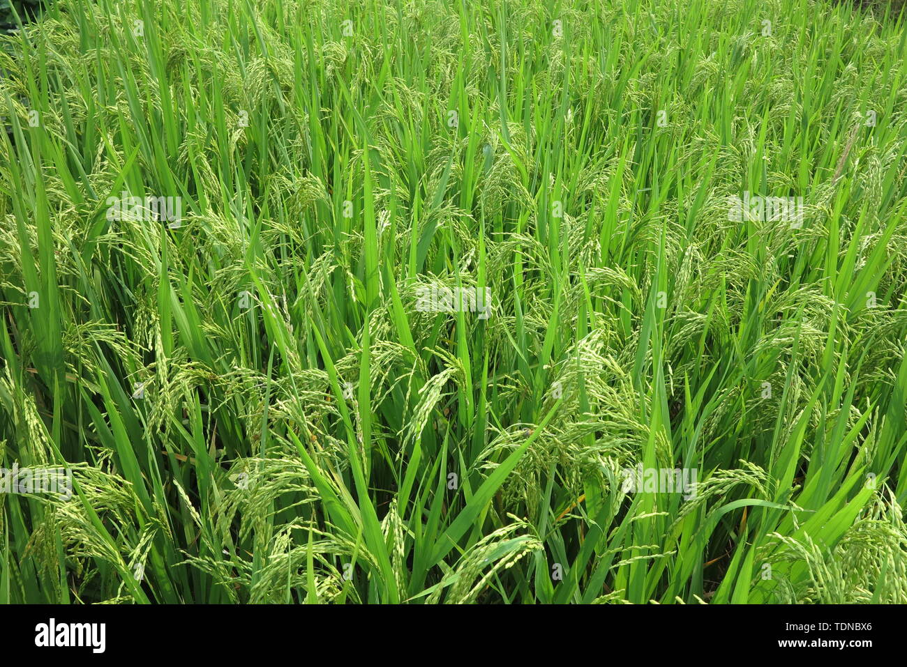 Rice spikes and rice grains hi-res stock photography and images - Alamy