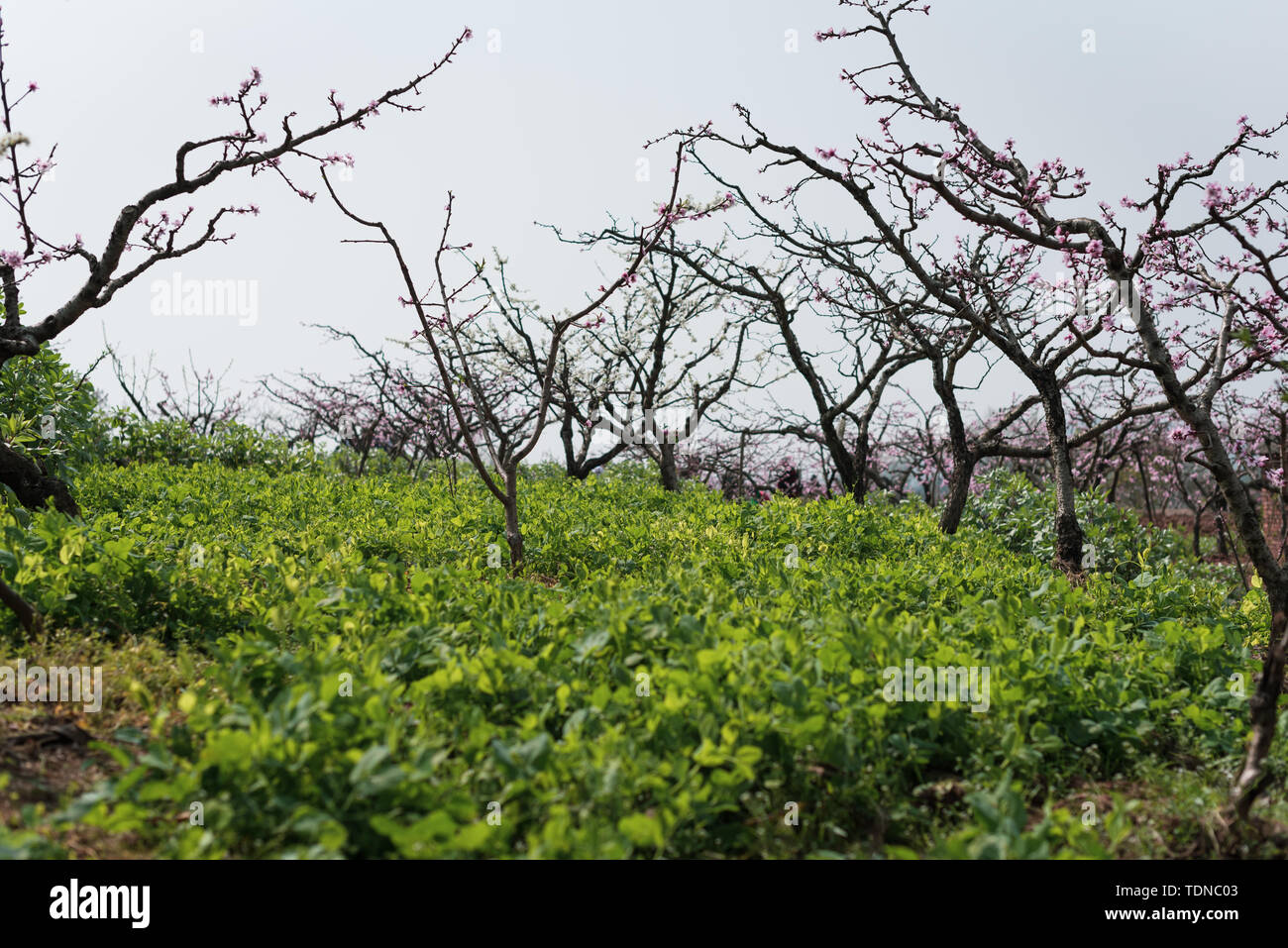 Chengdu Longquanyi peach blossom pear flowers in full bloom Stock Photo ...