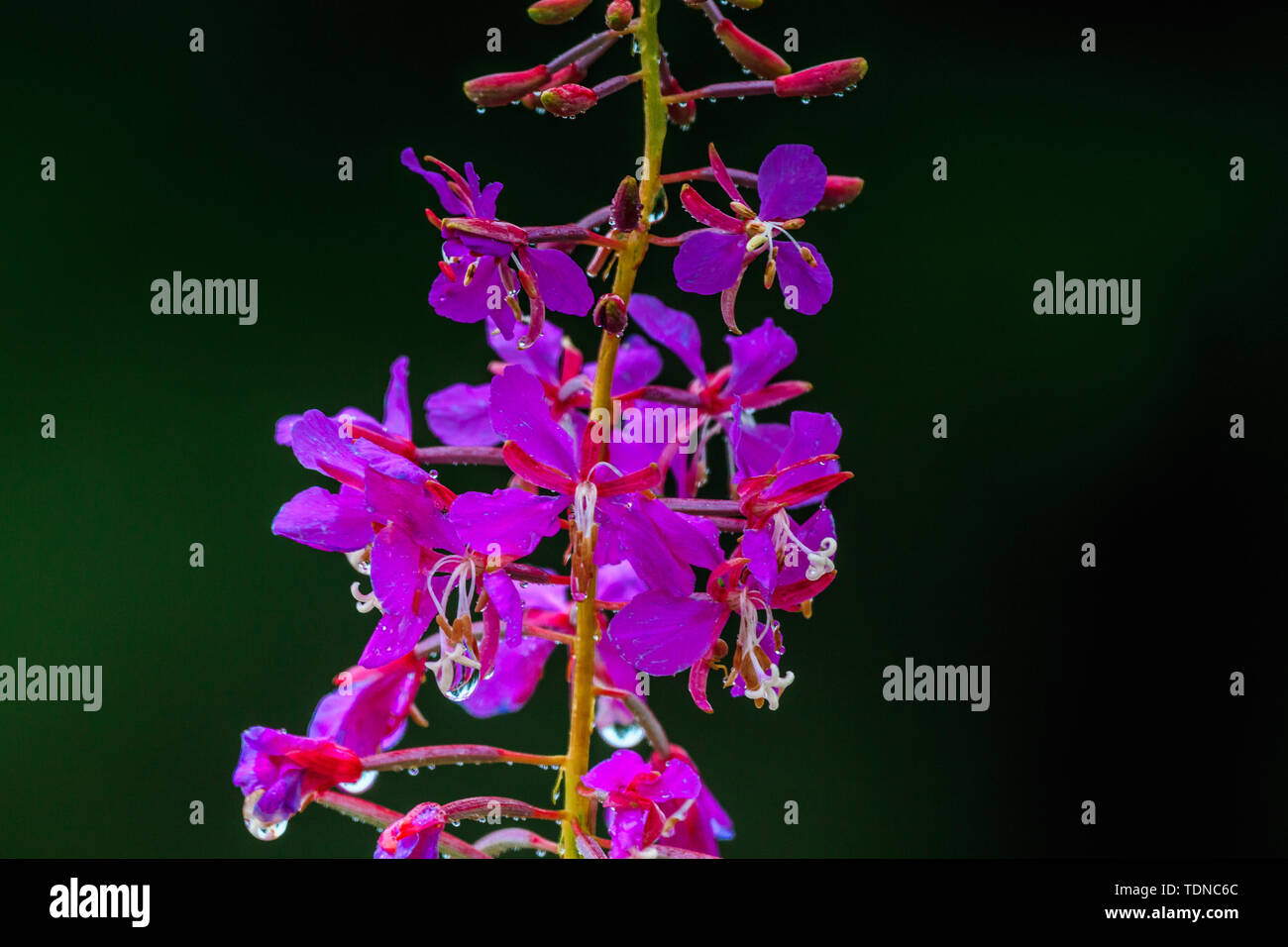 The flowers and grass of Alshan Stock Photo - Alamy