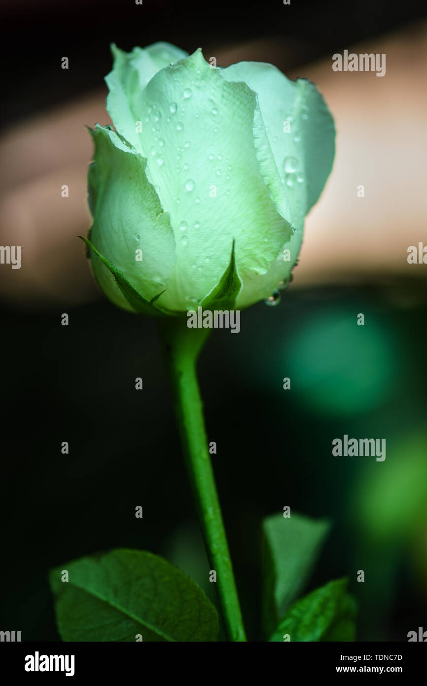 In daily life, roses are the general term for a series of colorful ...