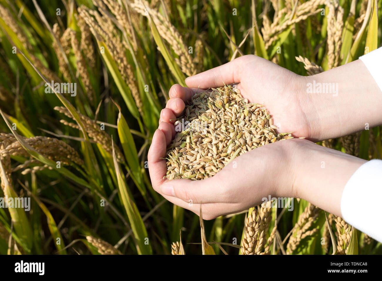 Hand with seed Stock Photo - Alamy