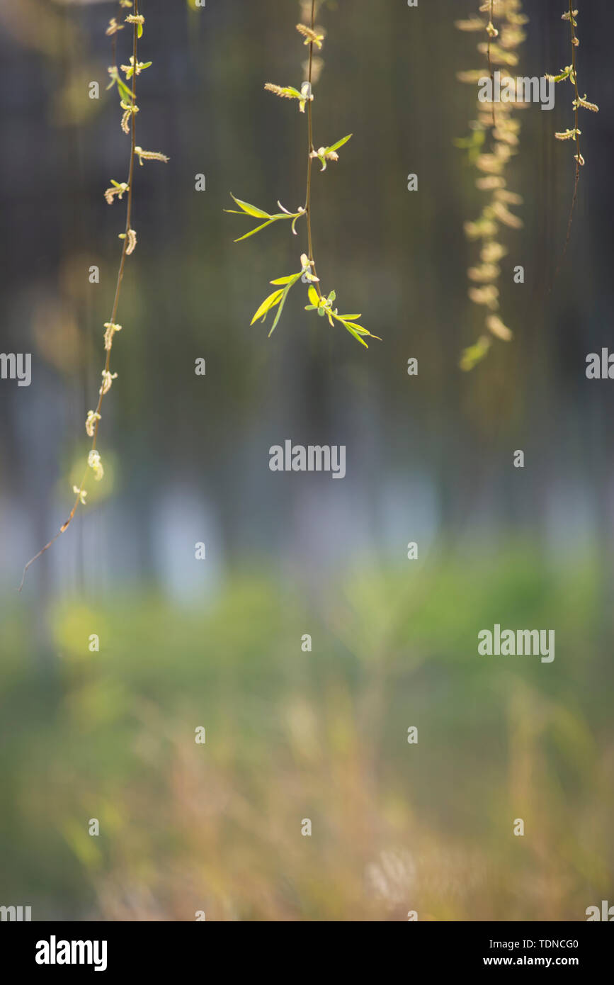 The willows germinate in spring Stock Photo - Alamy
