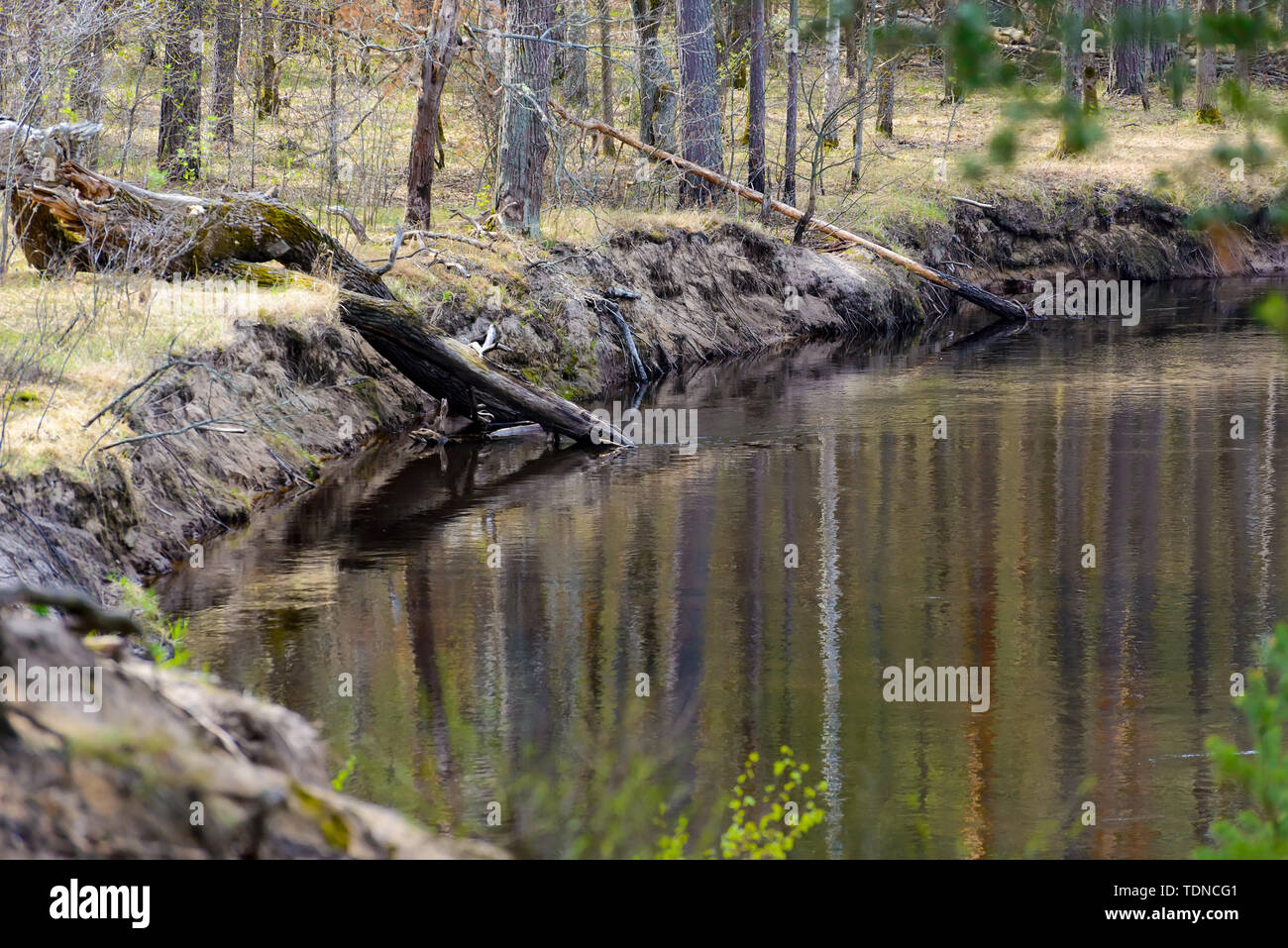 Dead trees and branches in the water on the river Pra Stock Photo - Alamy