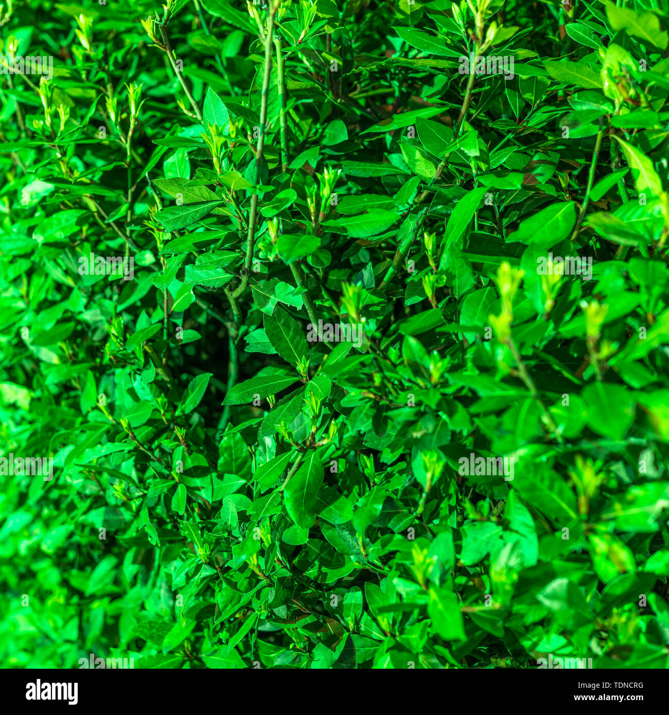 Green leaves at night illuminated by artificial light. Background of ...