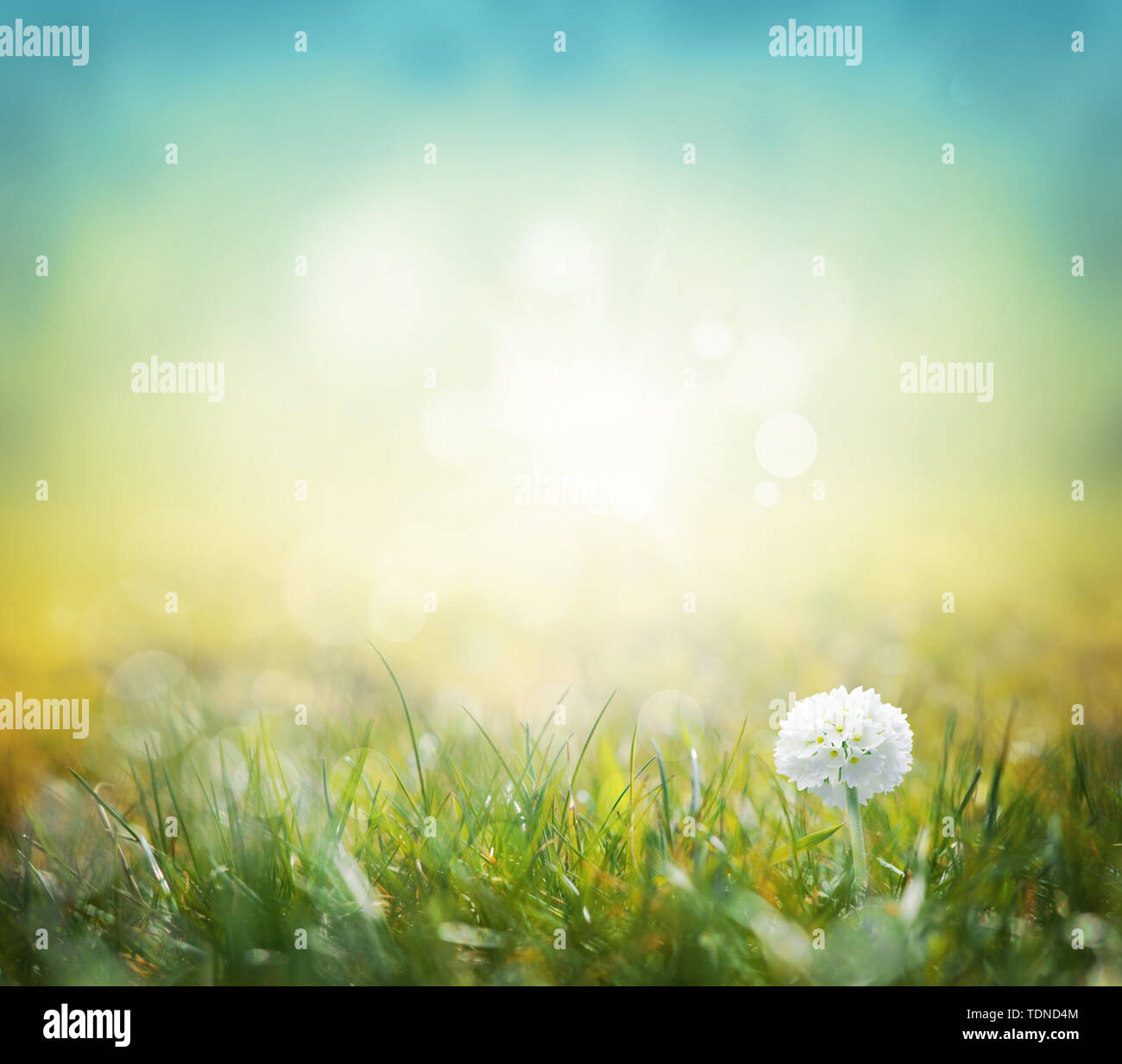 White scope flowers with green grass and sky as background Stock Photo ...