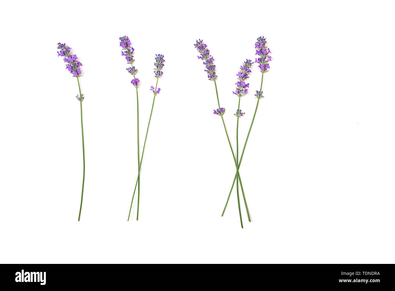 Lavender flowers pattern isolated on white background Stock Photo - Alamy