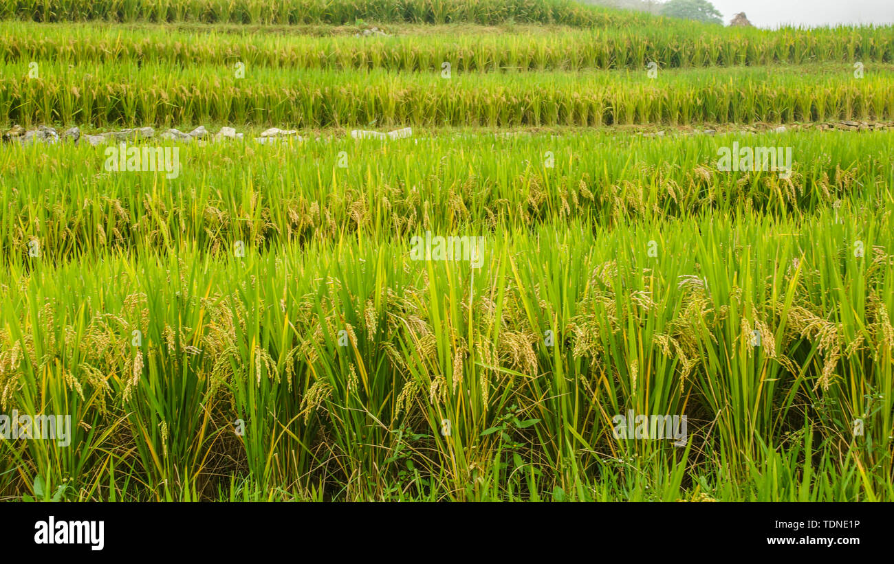 Rice field, spike of rice Stock Photo - Alamy
