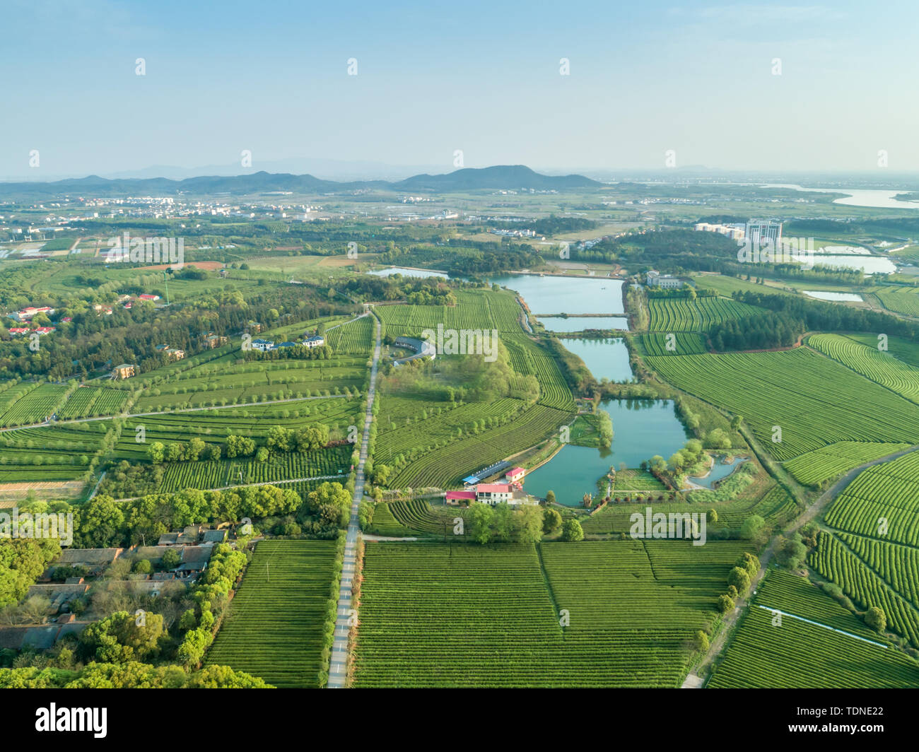 The tea garden overlooking the Fenghuanggou scenic spot in Nanchang ...