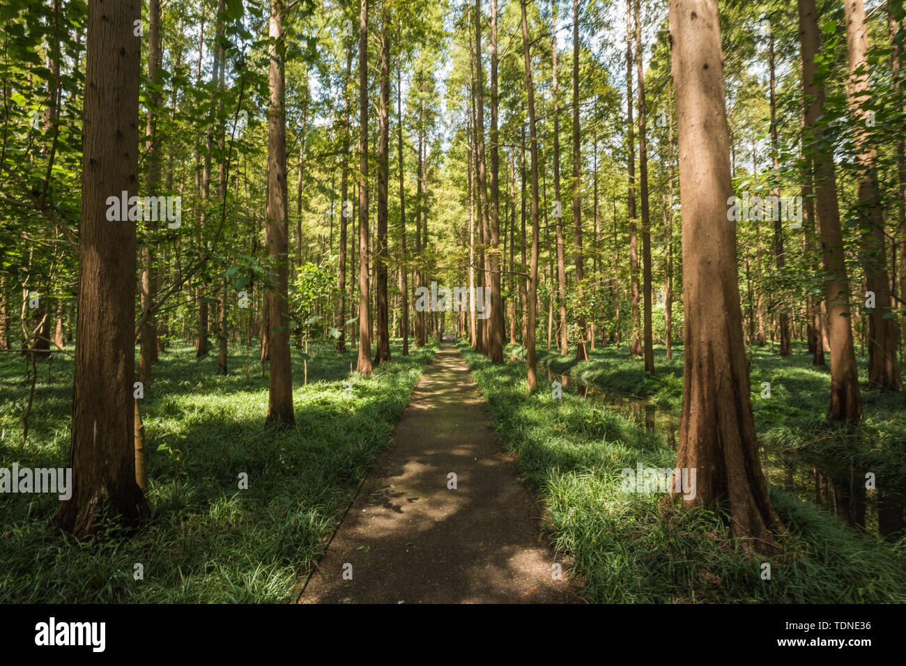Photographed at Baoying Lake National Wetland Park, Yangzhou, September ...