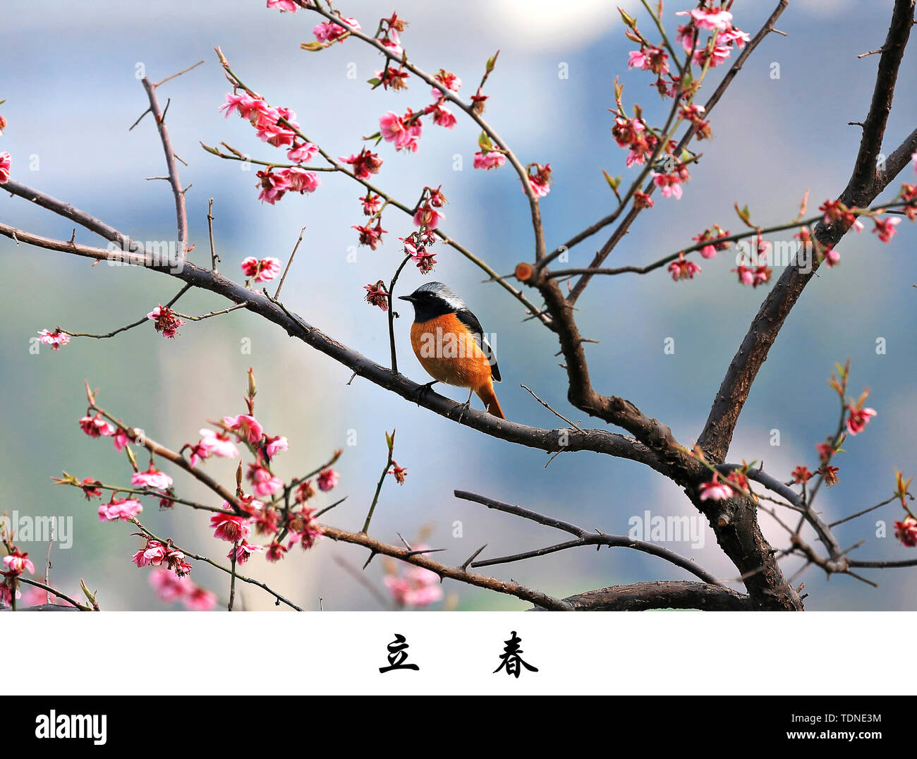 Rain cherry trees hi-res stock photography and images - Alamy