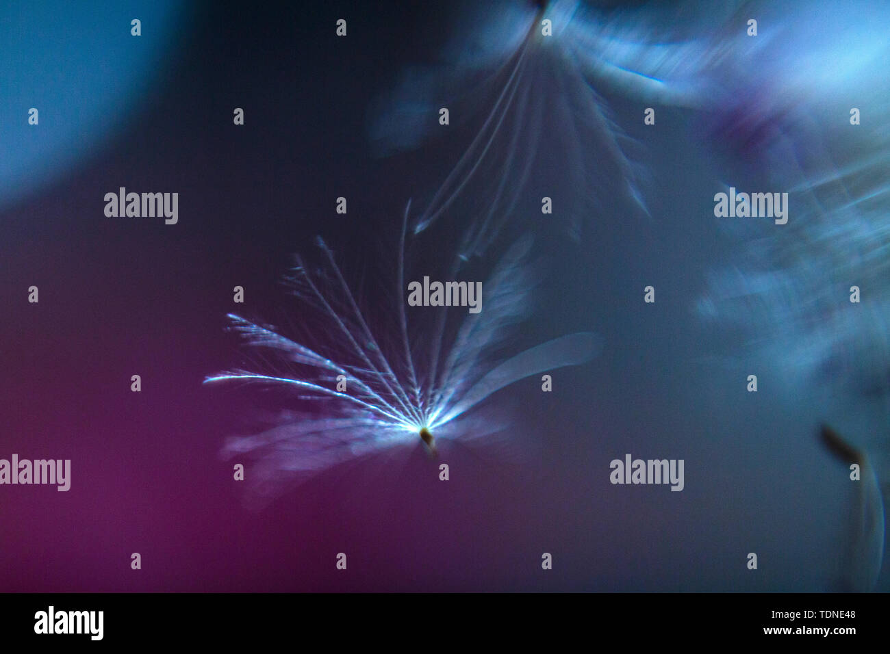 Flying of seeds Stock Photo - Alamy