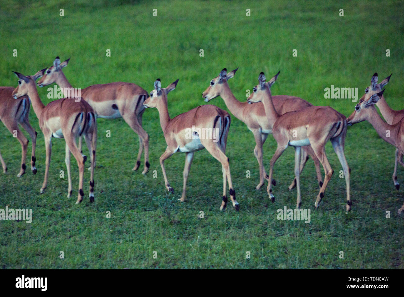 Africa, Zimbabwe, animals, natural primitive, impala, Zambezi Stock ...