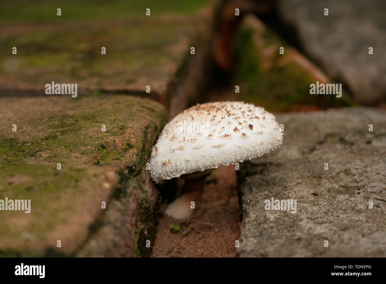 Green-spored parasol (Chlorophyllum molybdites), aka false parasol ...