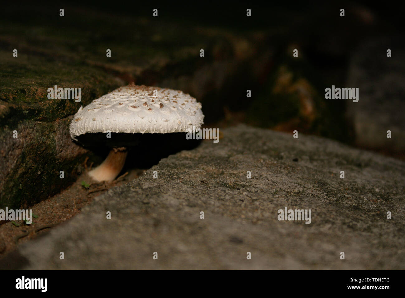 Green-spored parasol (Chlorophyllum molybdites), aka false parasol ...